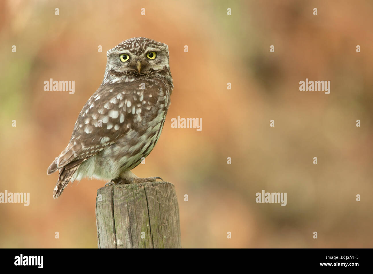 Little owl perched on pole Stock Photo - Alamy