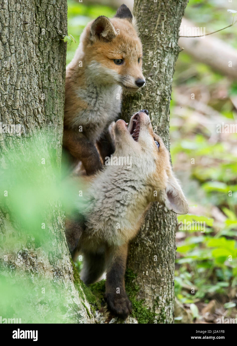 Fox pups hi-res stock photography and images - Alamy