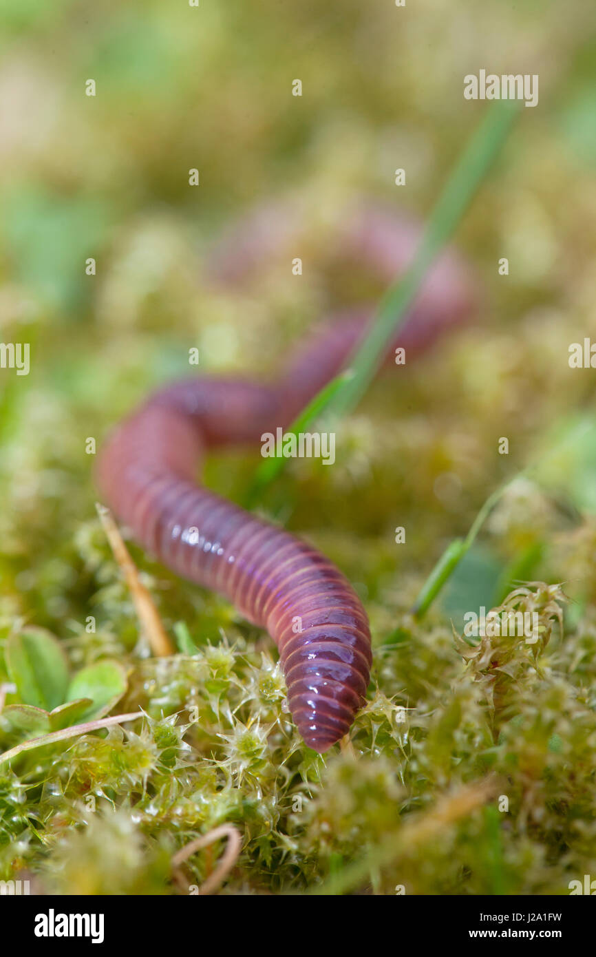 Earthworm hi-res stock photography and images - Alamy