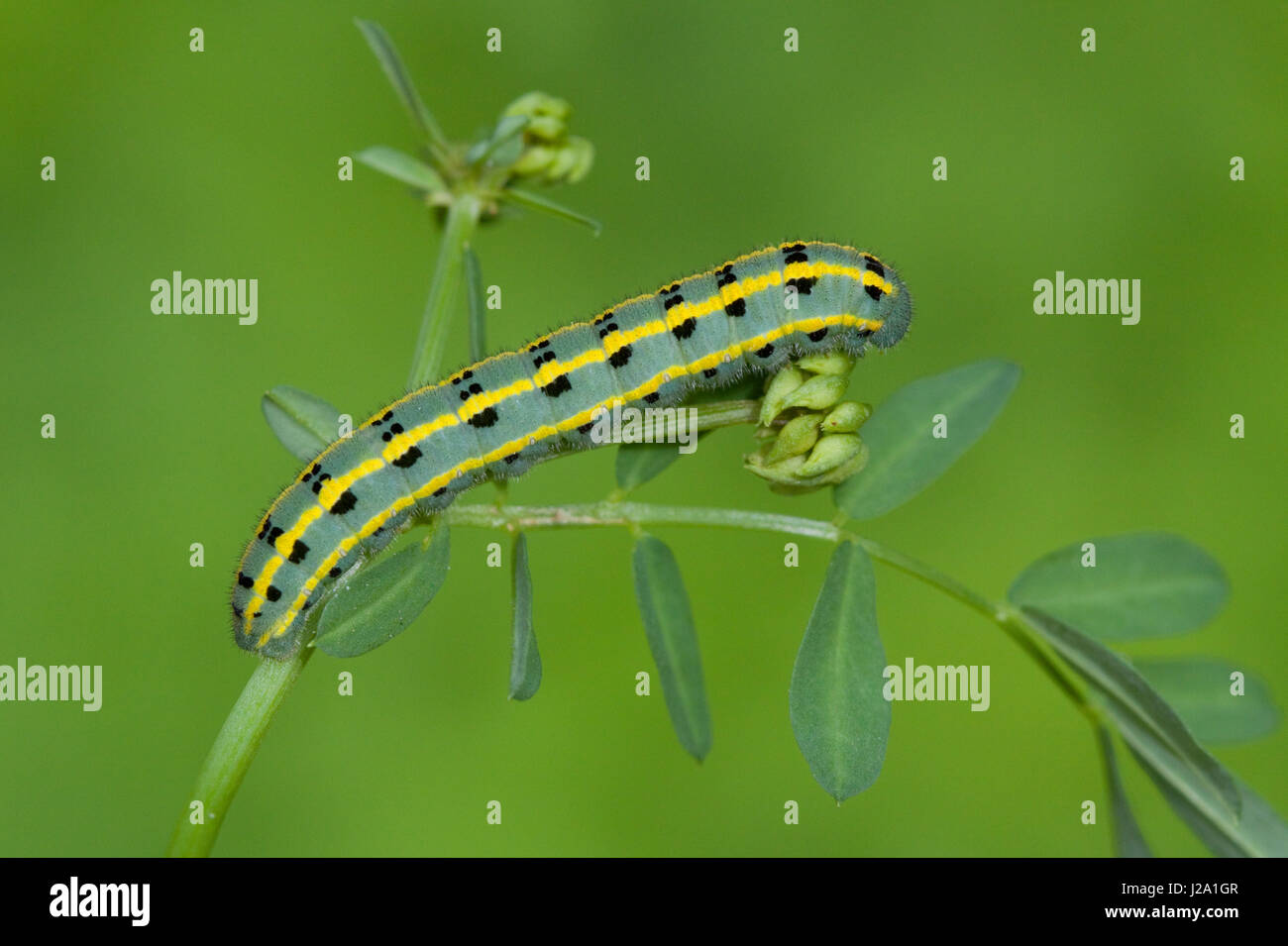 Caterpillar of the Berger's Clouded Yellow on Crown vetch Stock Photo ...