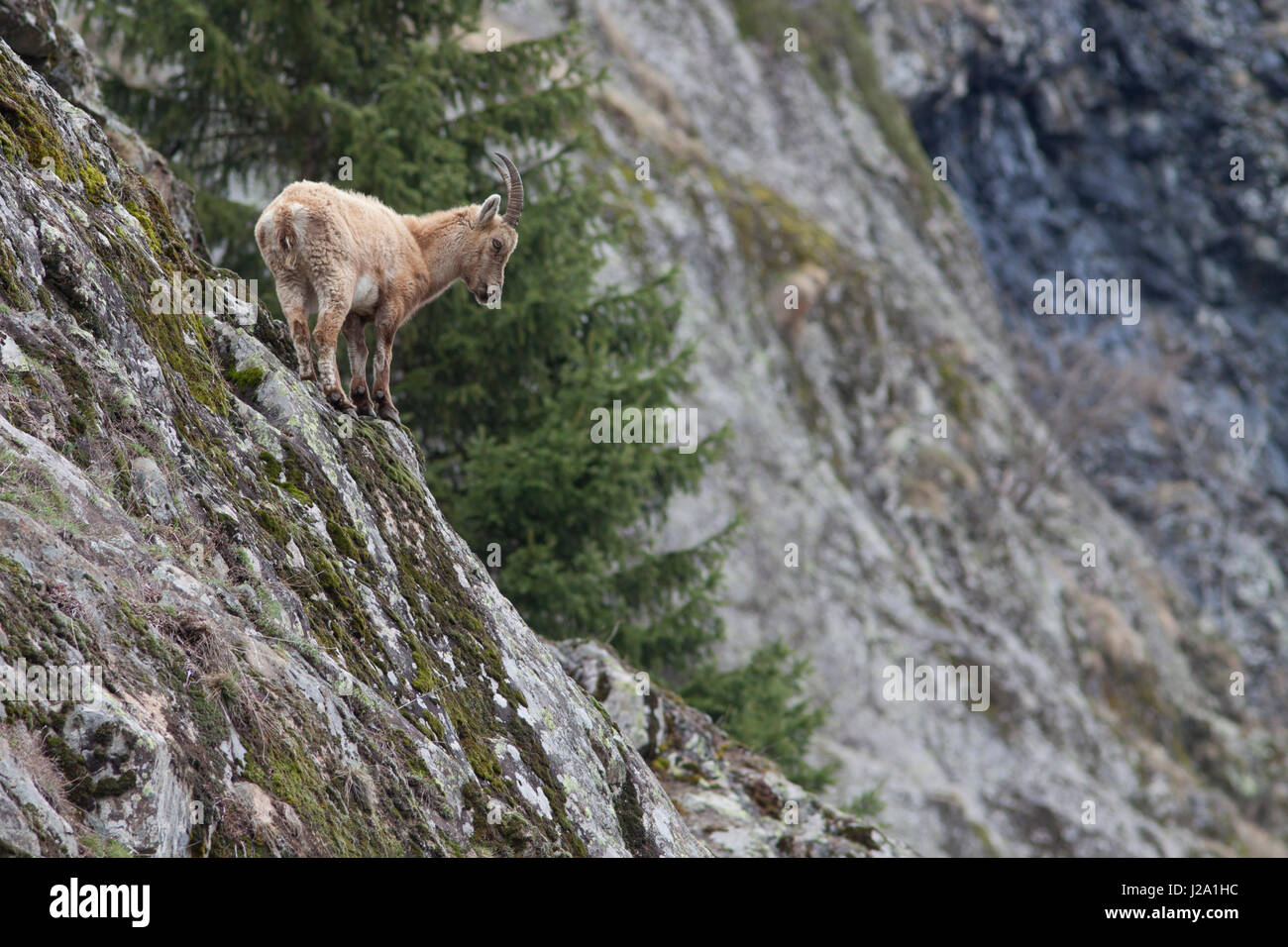 Female ibex hi-res stock photography and images - Alamy