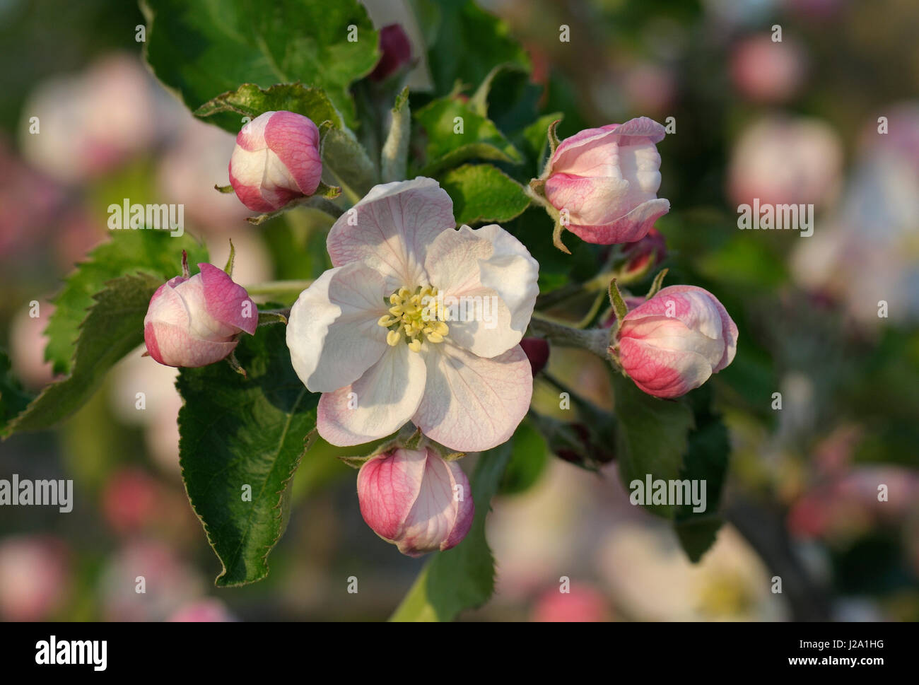 Apple Trees In Flower High Resolution Stock Photography and Images - Alamy
