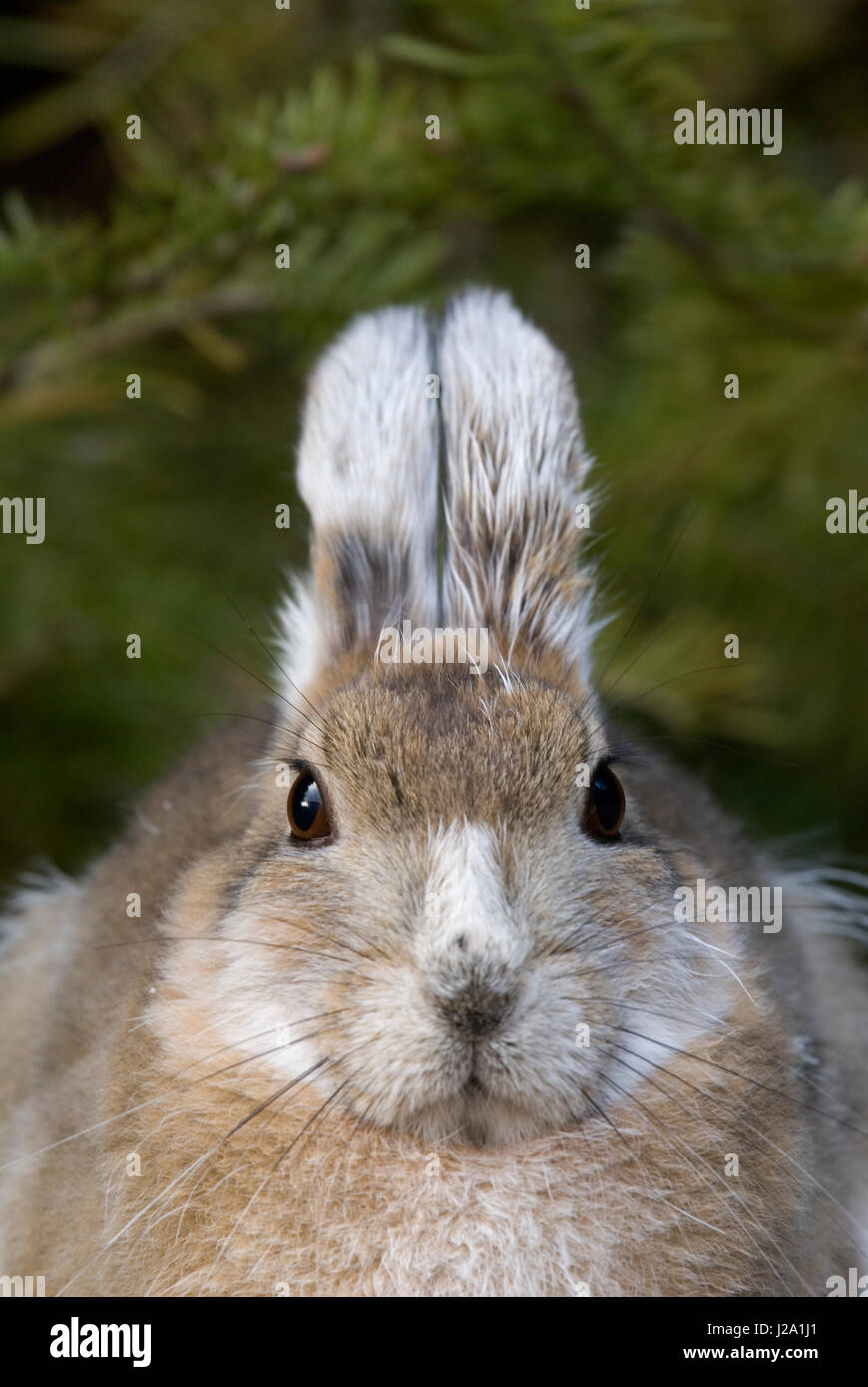 Hare front view hi-res stock photography and images - Alamy