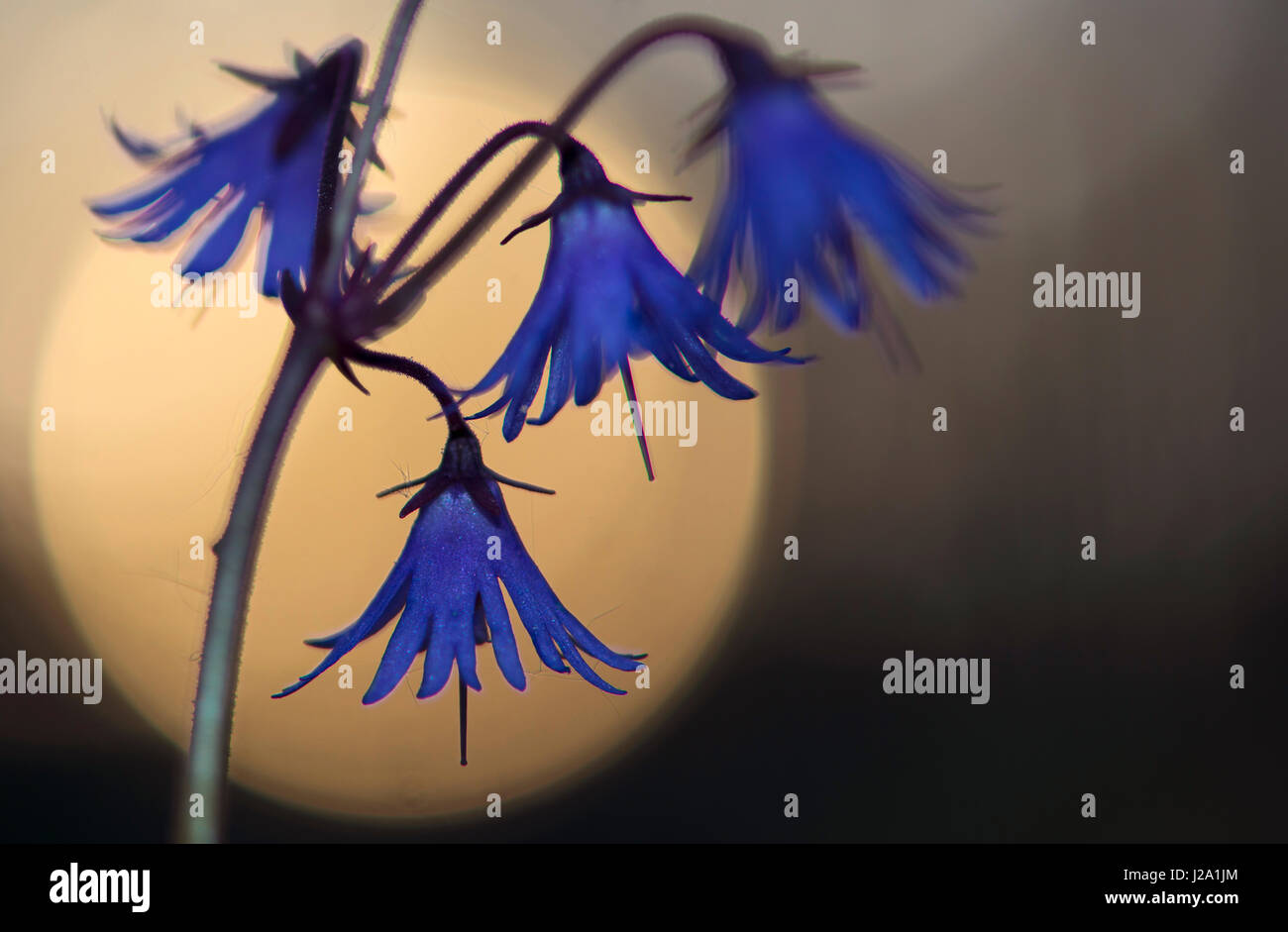 Alpine snowbell blue moonwort soldanella hi-res stock photography and ...