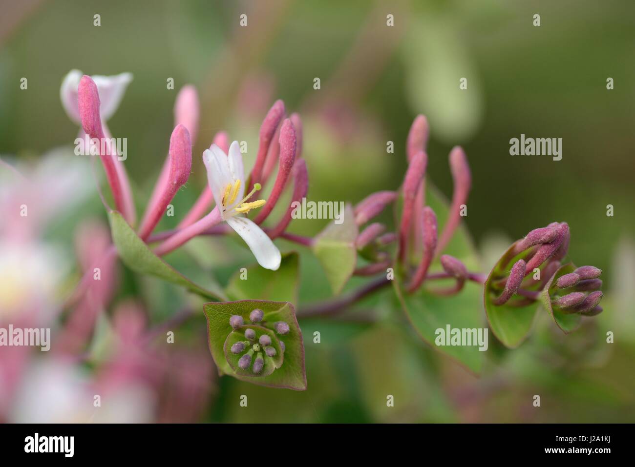 Flowering Lonicera implexa Stock Photo - Alamy