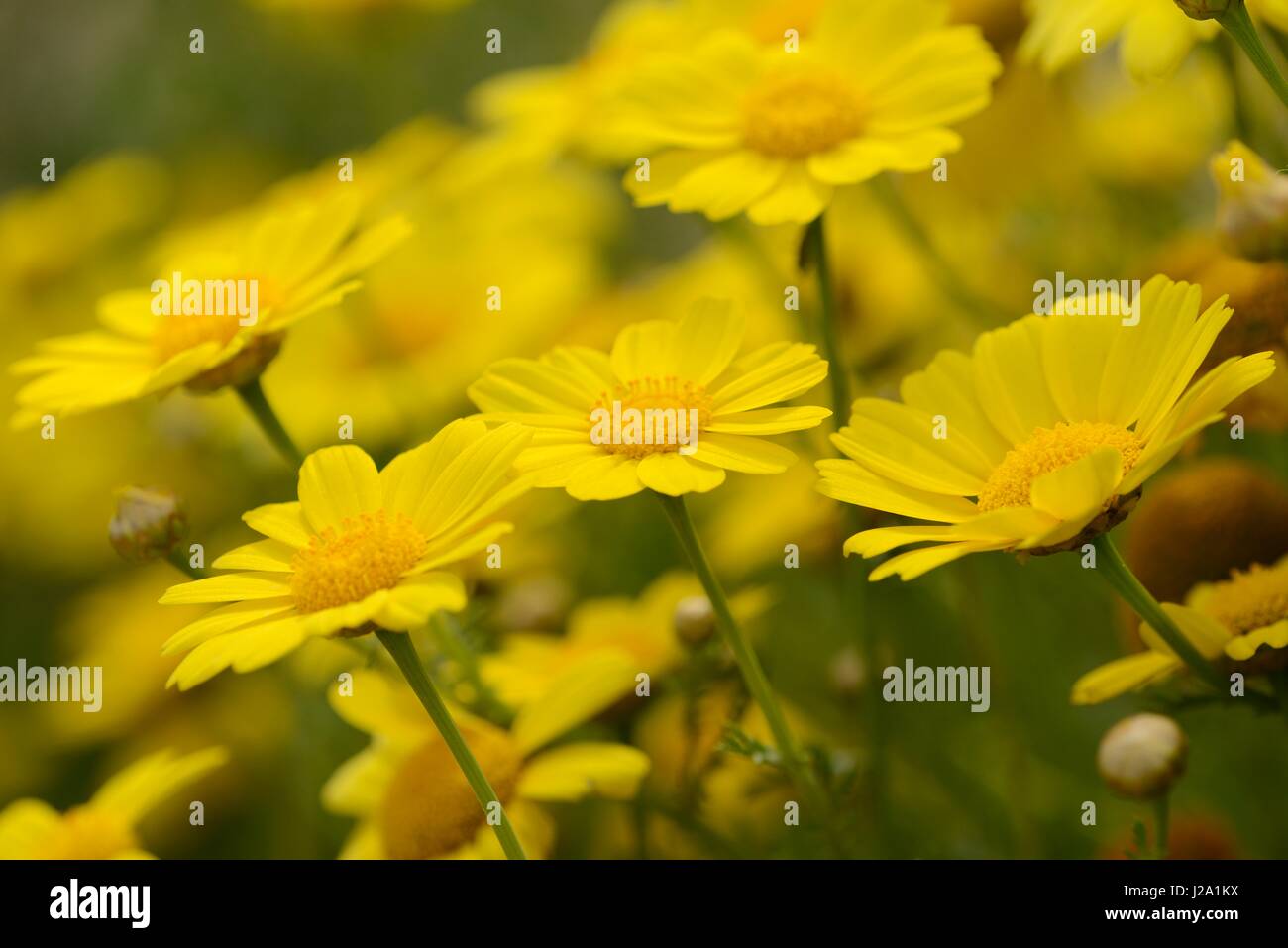 Flowering Anacyclus radiatus Stock Photo - Alamy
