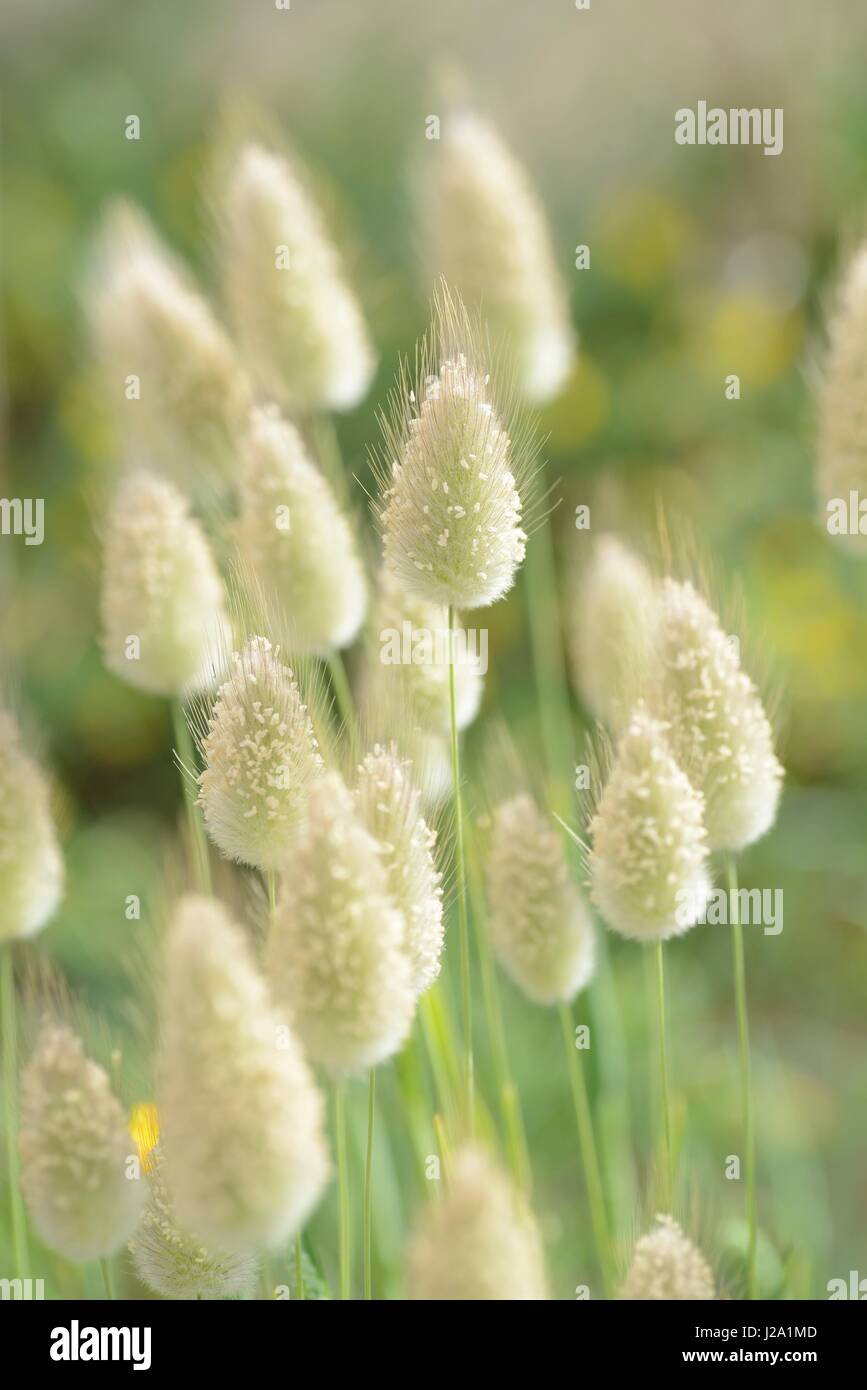 Harestail grass hi-res stock photography and images - Alamy