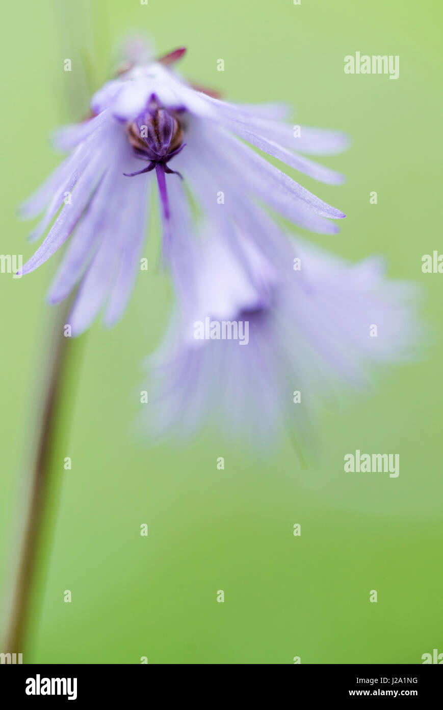 Alpine snowbell hi-res stock photography and images - Alamy