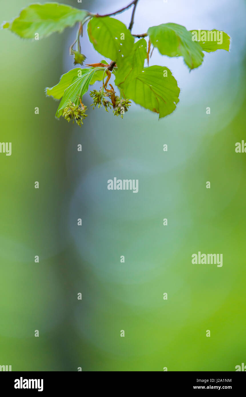 Beech tree flowers hi-res stock photography and images - Alamy