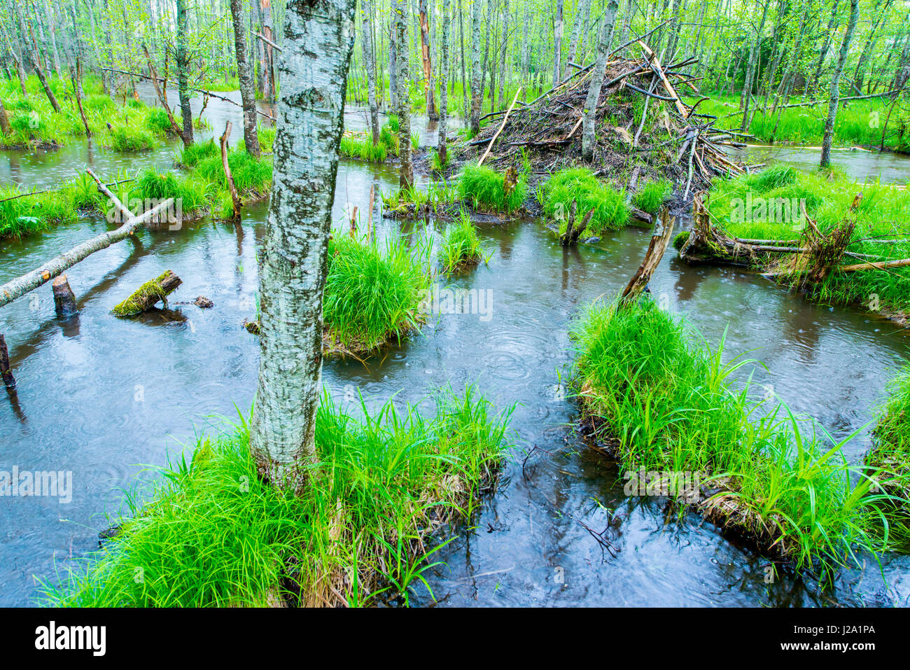 Beaverhome hi-res stock photography and images - Alamy