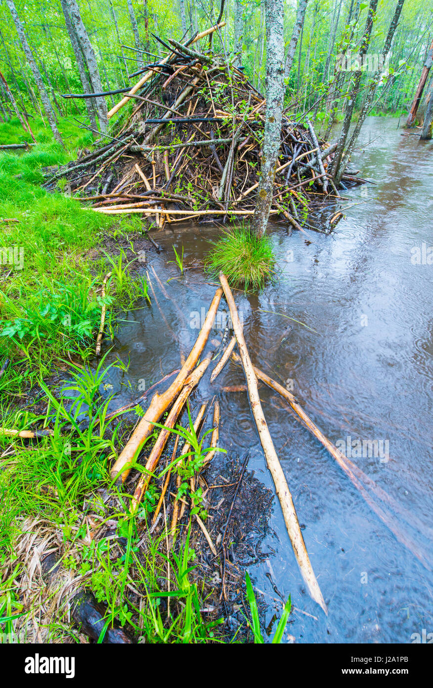 beaverlodge or home in an alder forest Stock Photo - Alamy