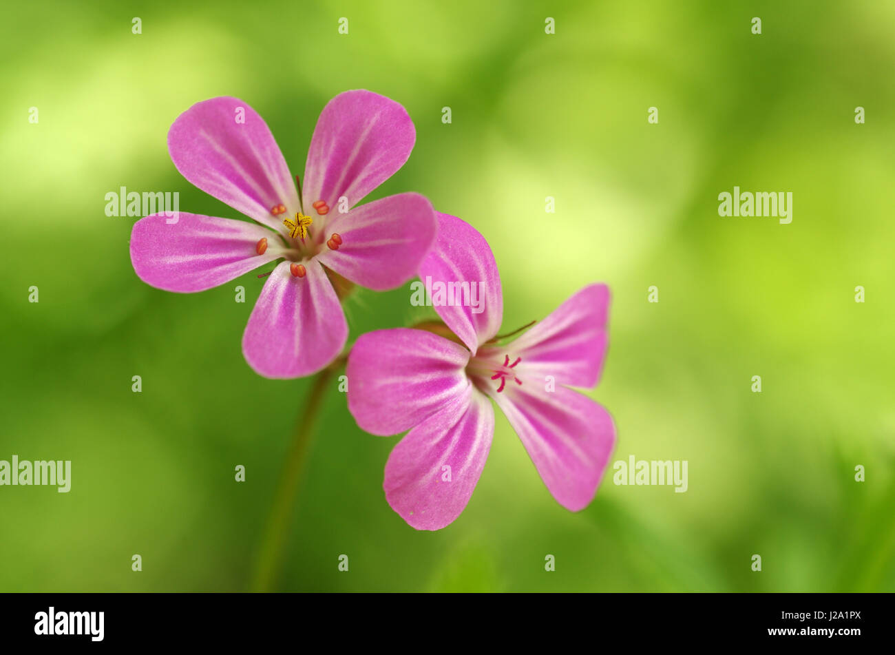 Herb robert flowers hi-res stock photography and images - Alamy