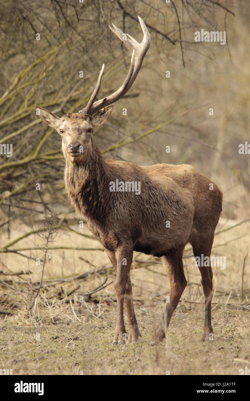 Red Deer with one antler Stock Photo - Alamy