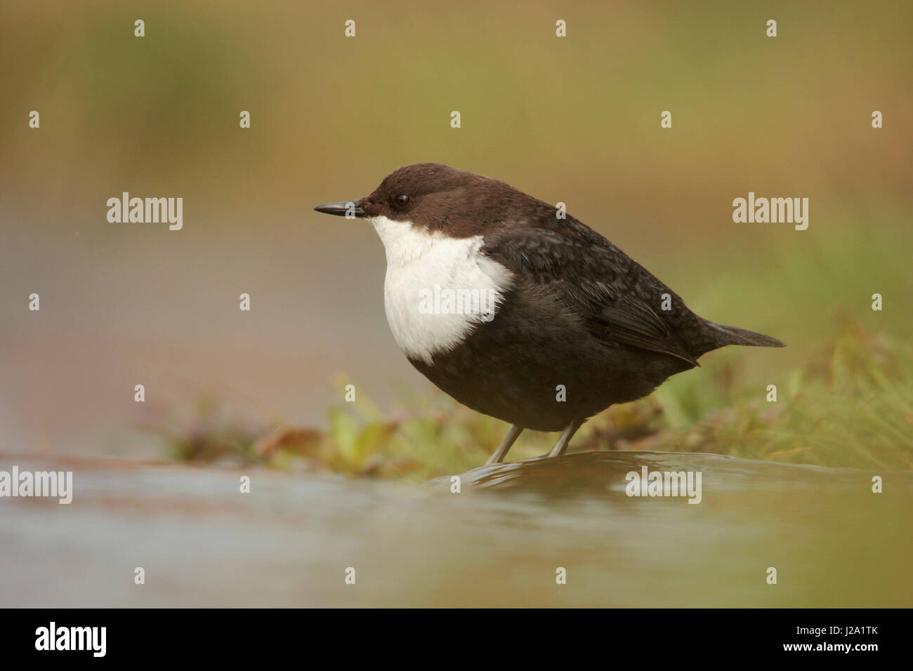 Black dipper hi-res stock photography and images - Alamy