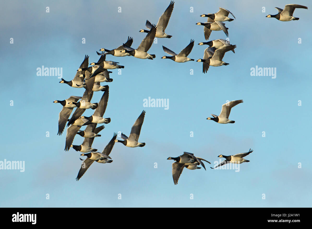 Flying Barnacle Geese Stock Photo - Alamy