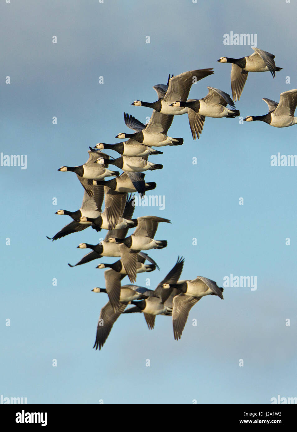 Flying Barnacle Geese Stock Photo - Alamy