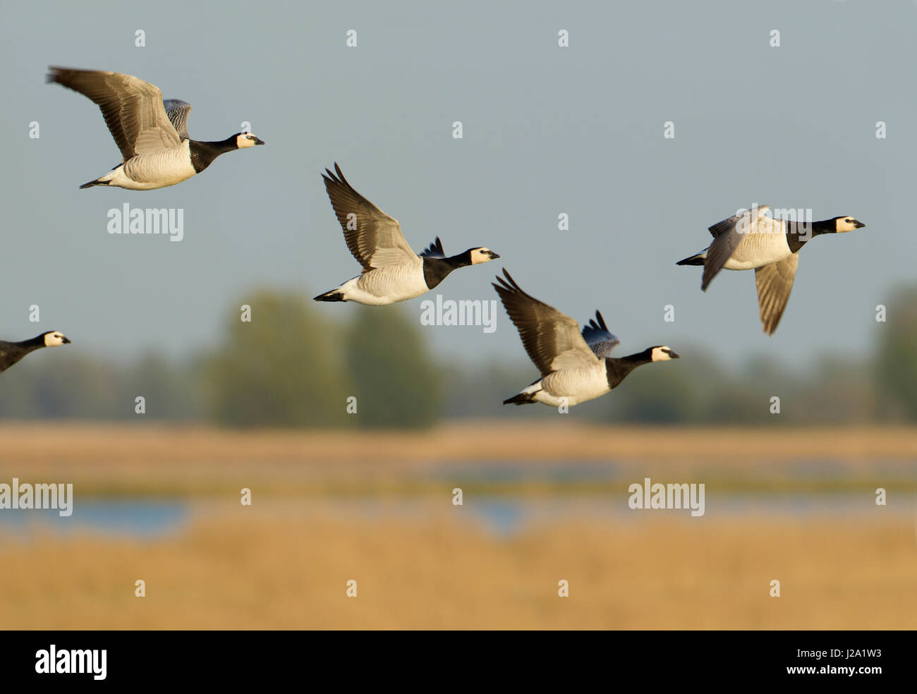 Flying with geese hi-res stock photography and images - Alamy