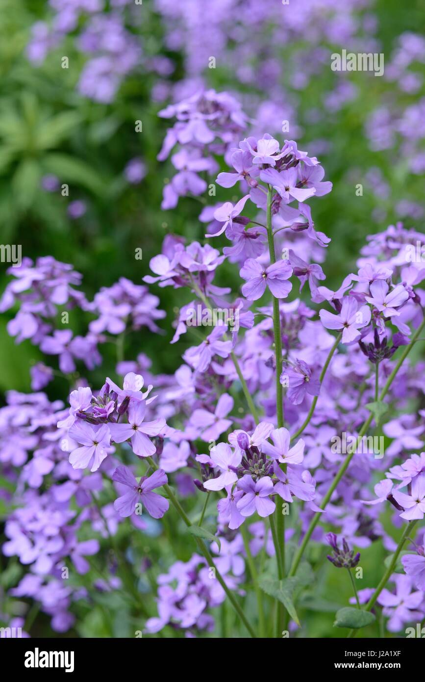 Flowering Sweet Rocket Stock Photo - Alamy