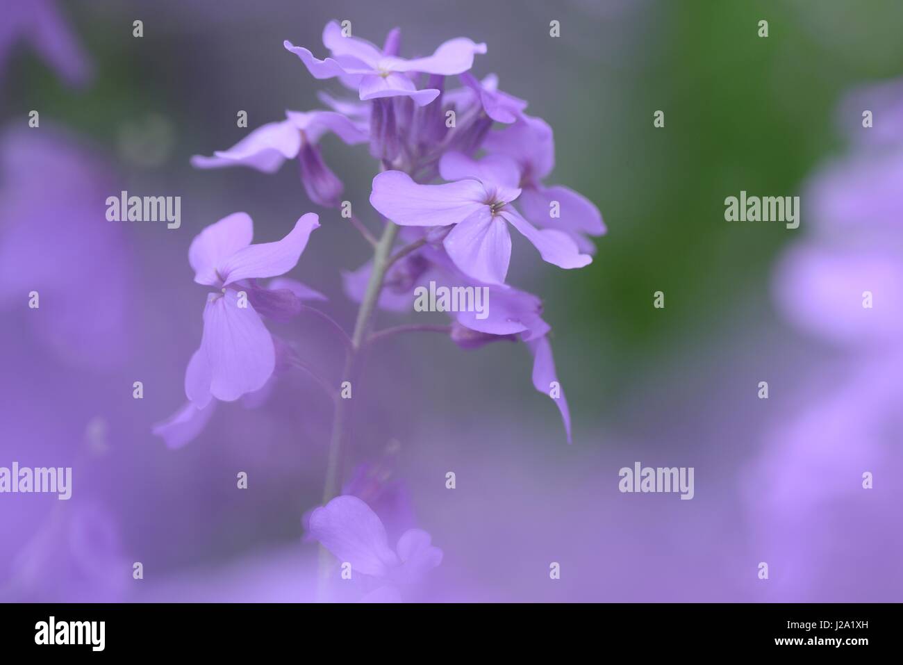 Flowering Sweet Rocket Stock Photo - Alamy