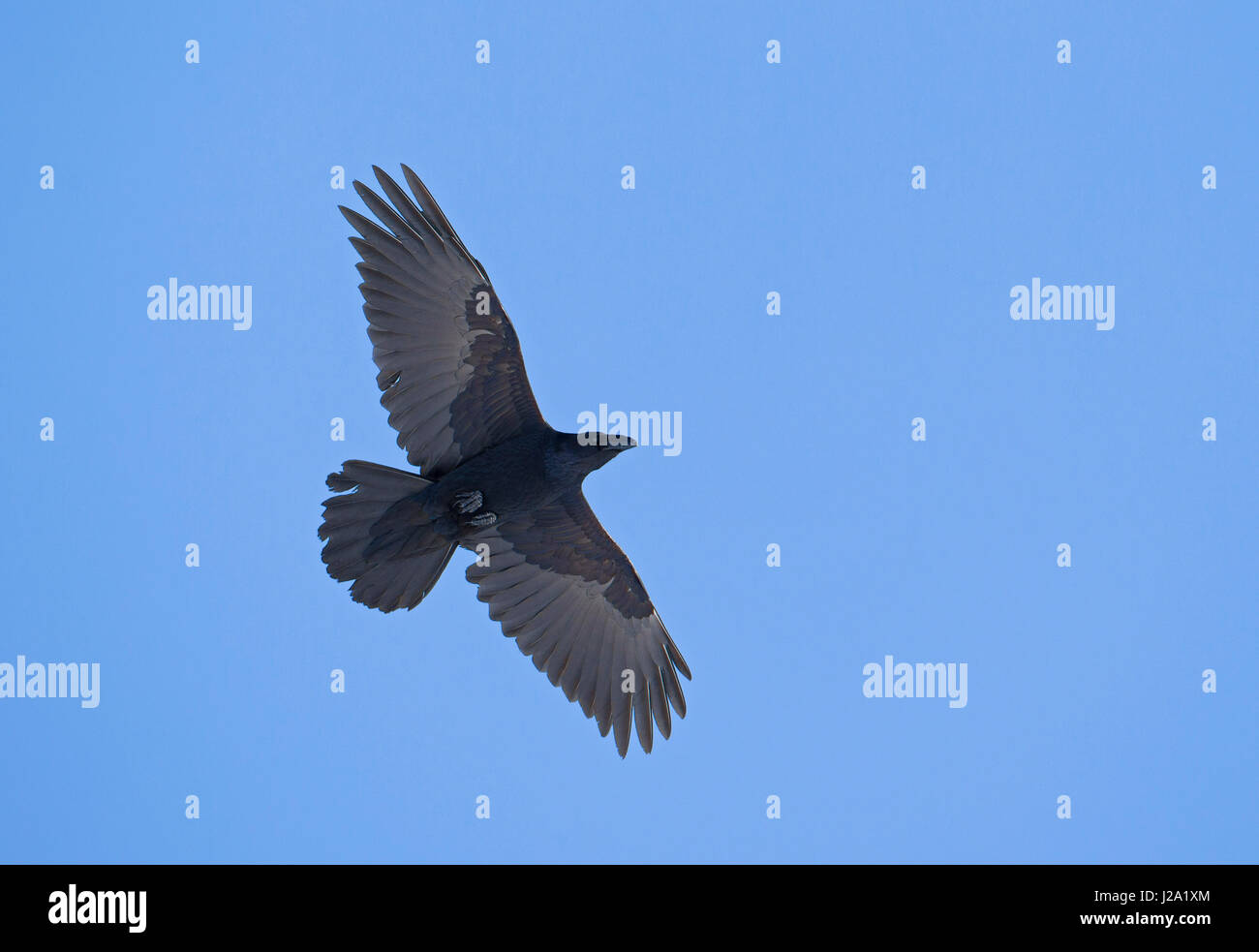 Common Raven (Corvus corax) flying against a blue sky Stock Photo - Alamy