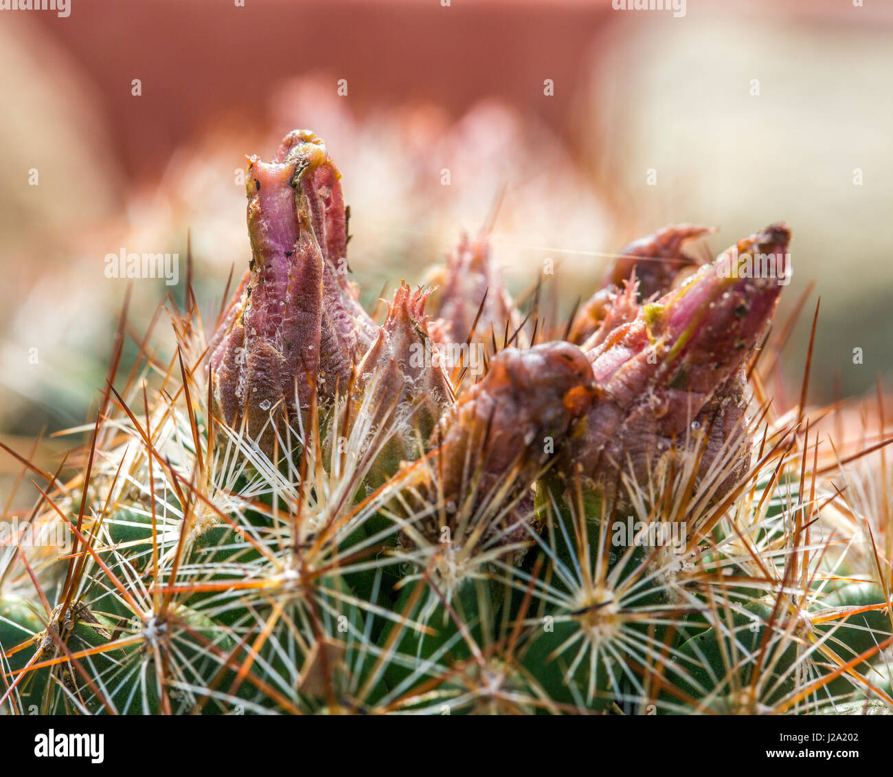 Pincusion cactus (Coryphantha Vivpara Stock Photo - Alamy