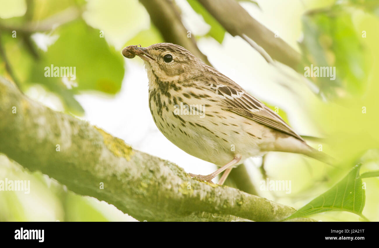 A tree pipit with a spider to feed its young Stock Photo - Alamy