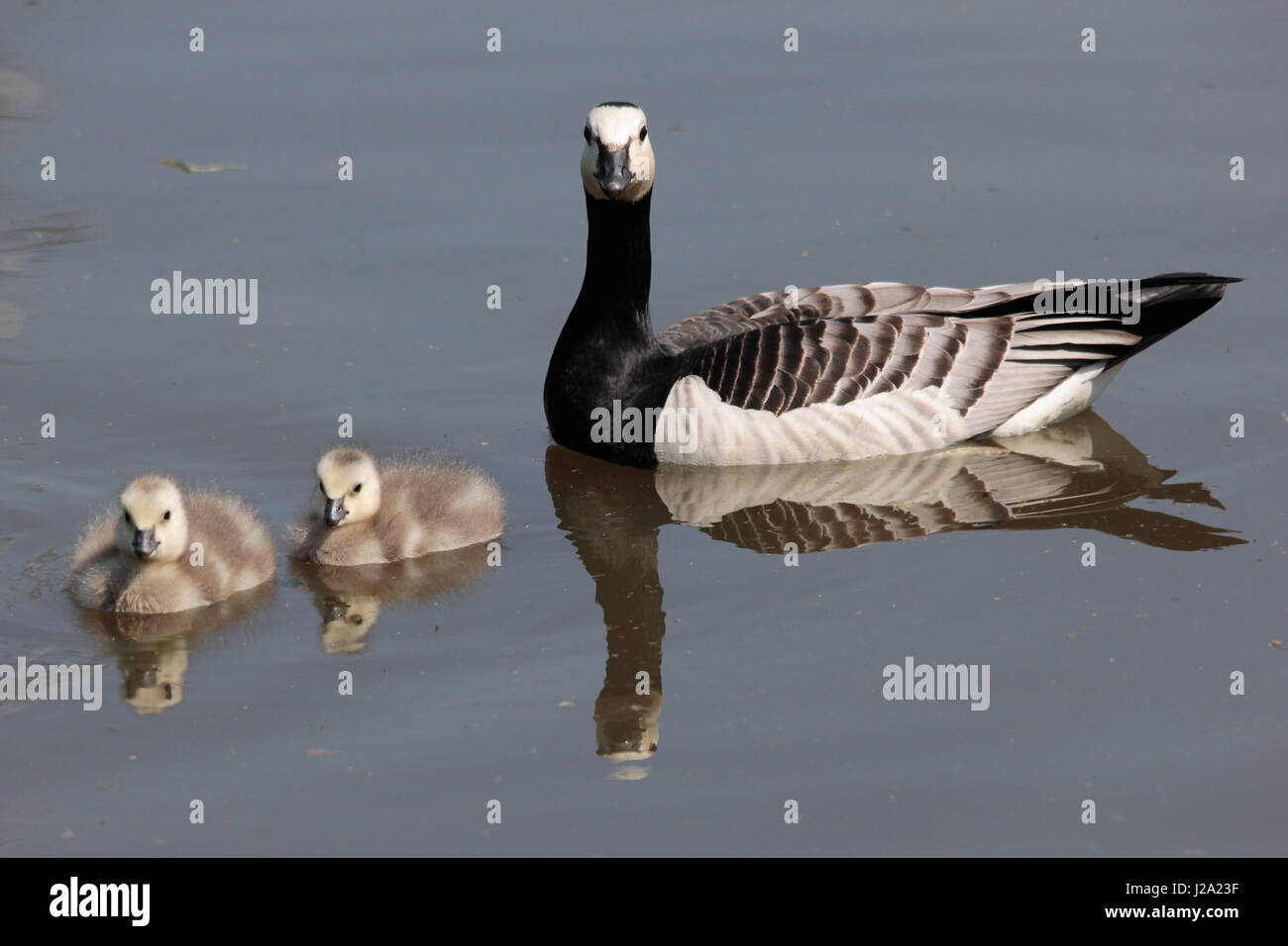 Barnbacle Goose with two juveniles Stock Photo - Alamy
