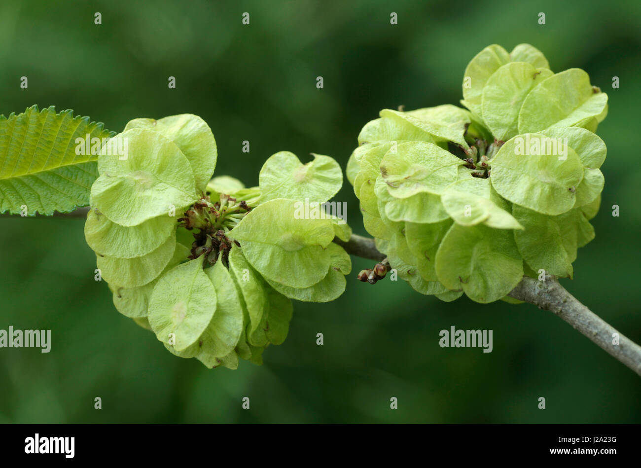 Green seeds of an Elm Stock Photo - Alamy