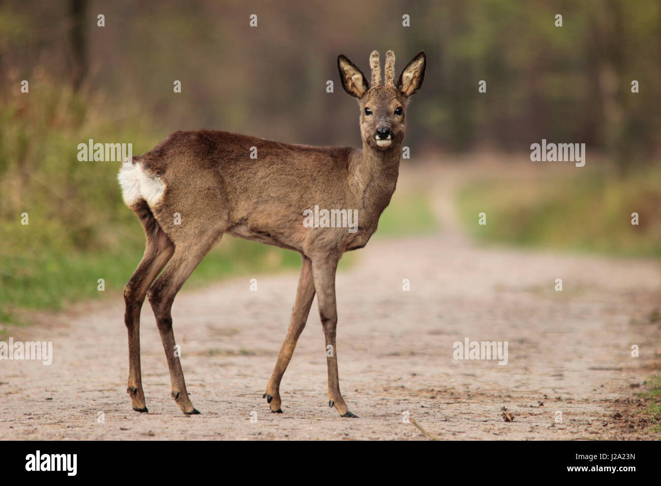 Roe deer in a forest, early spring Stock Photo - Alamy