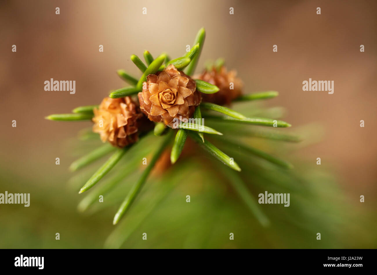 Mixed buds hi-res stock photography and images - Alamy
