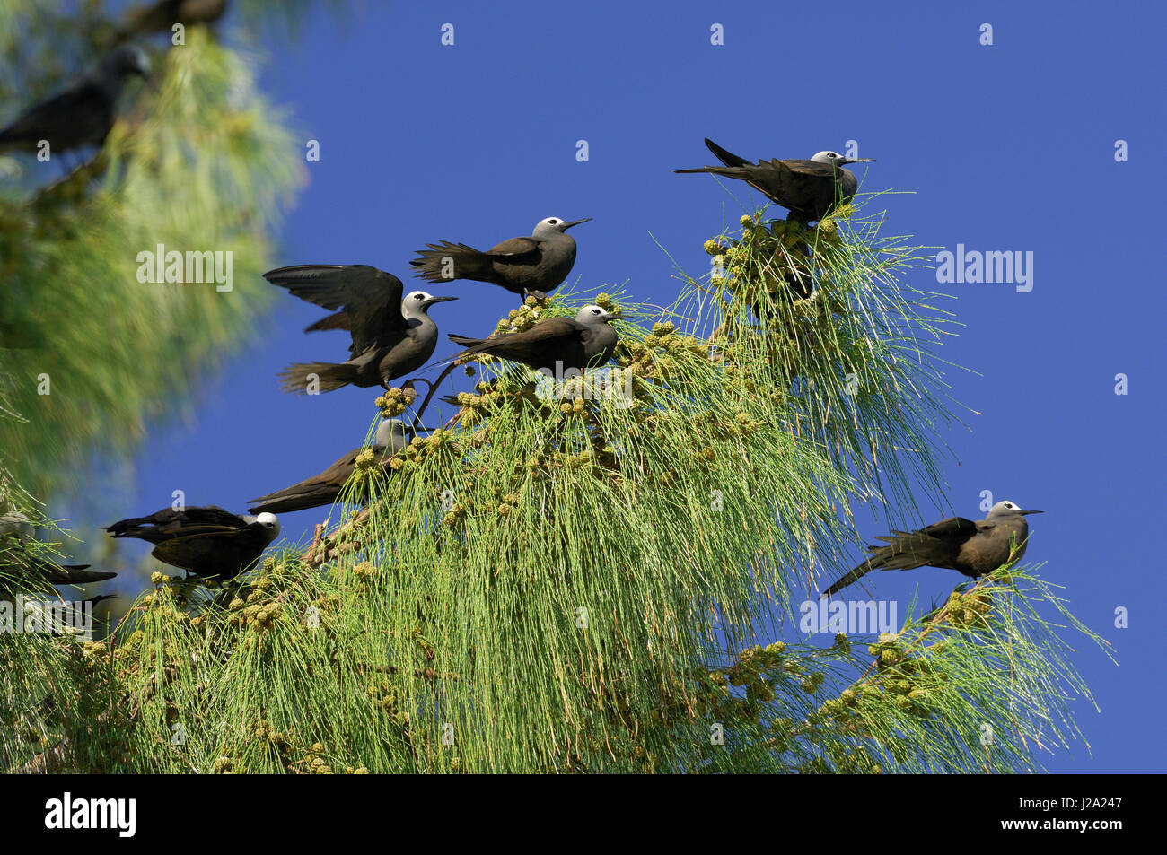Noddys hi-res stock photography and images - Alamy