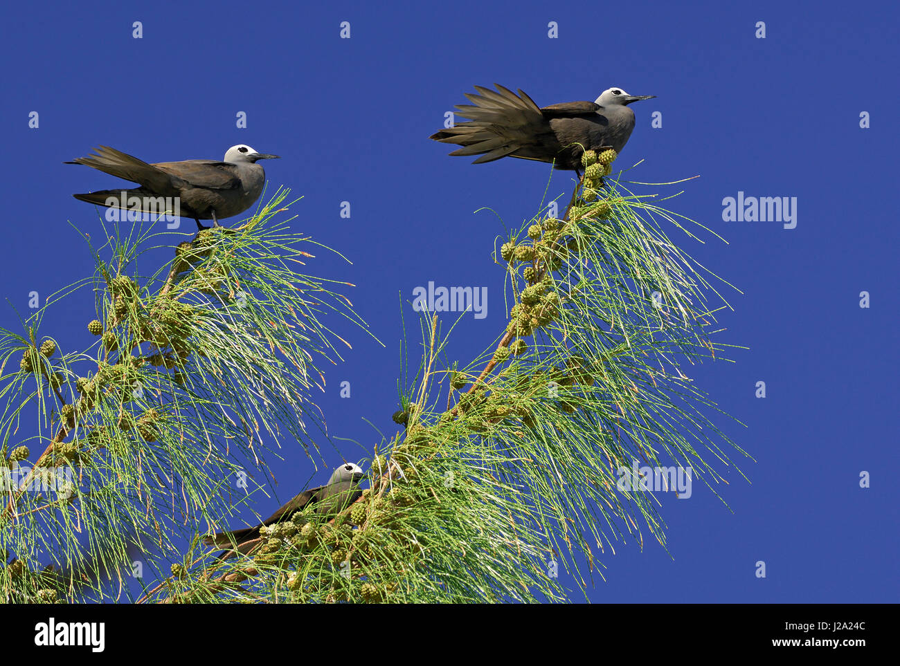 Noddys hi-res stock photography and images - Alamy