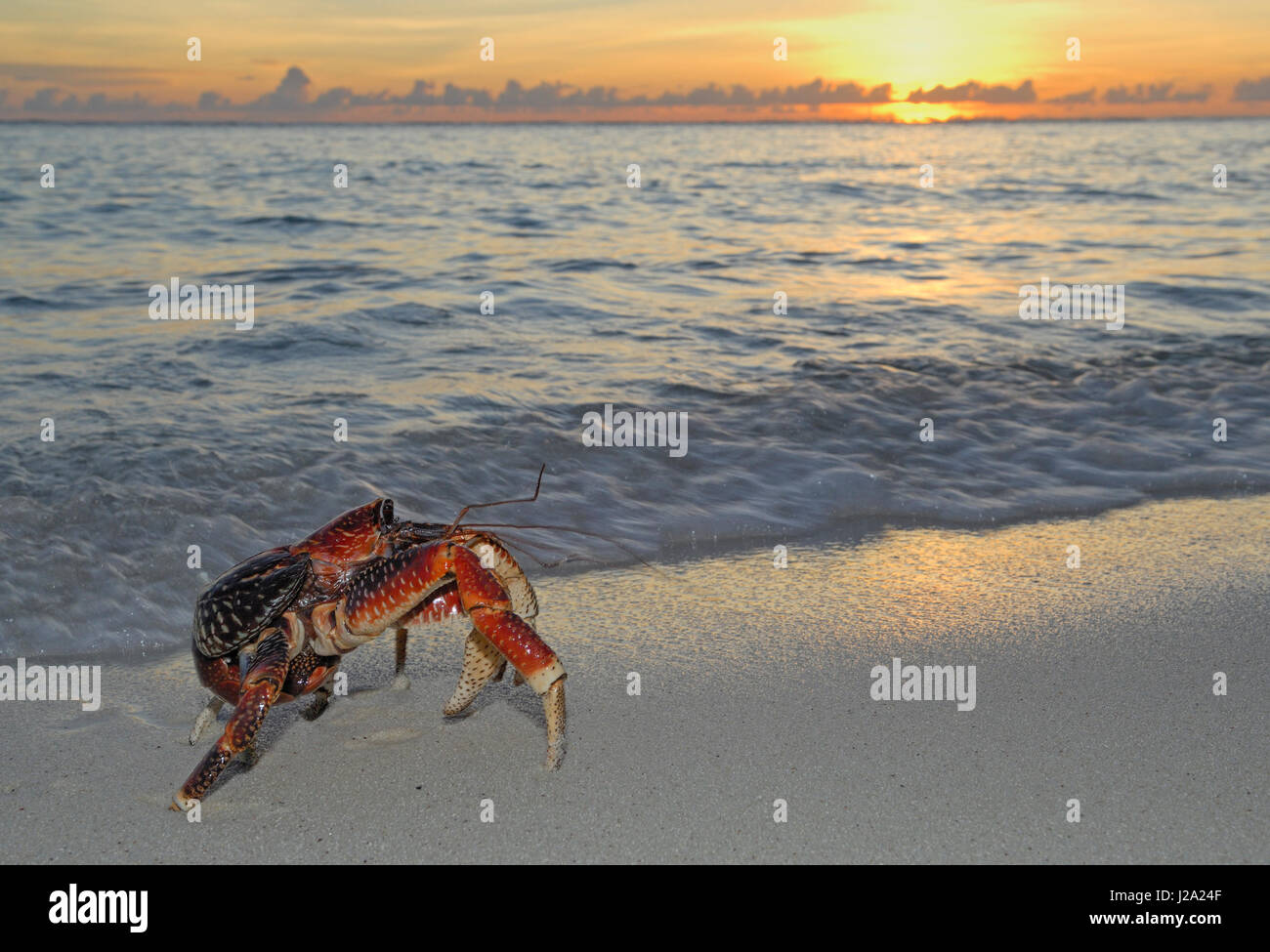 The coconut crab hi-res stock photography and images - Alamy