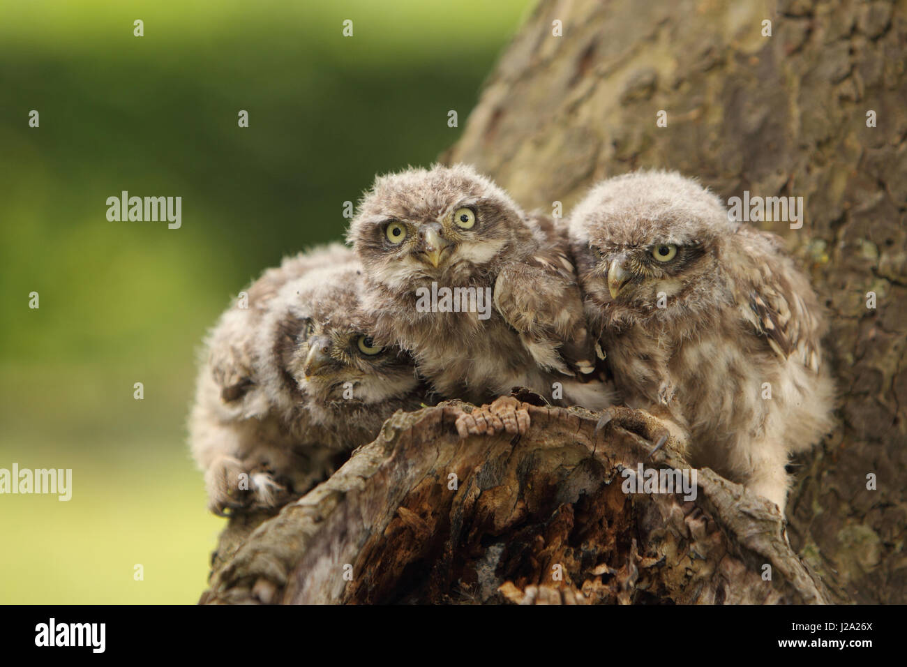 Little owls three hi-res stock photography and images - Alamy