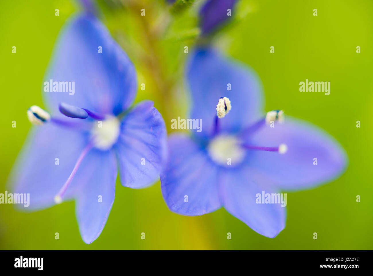 Veronica teucrium subsp prostrata hi-res stock photography and images ...