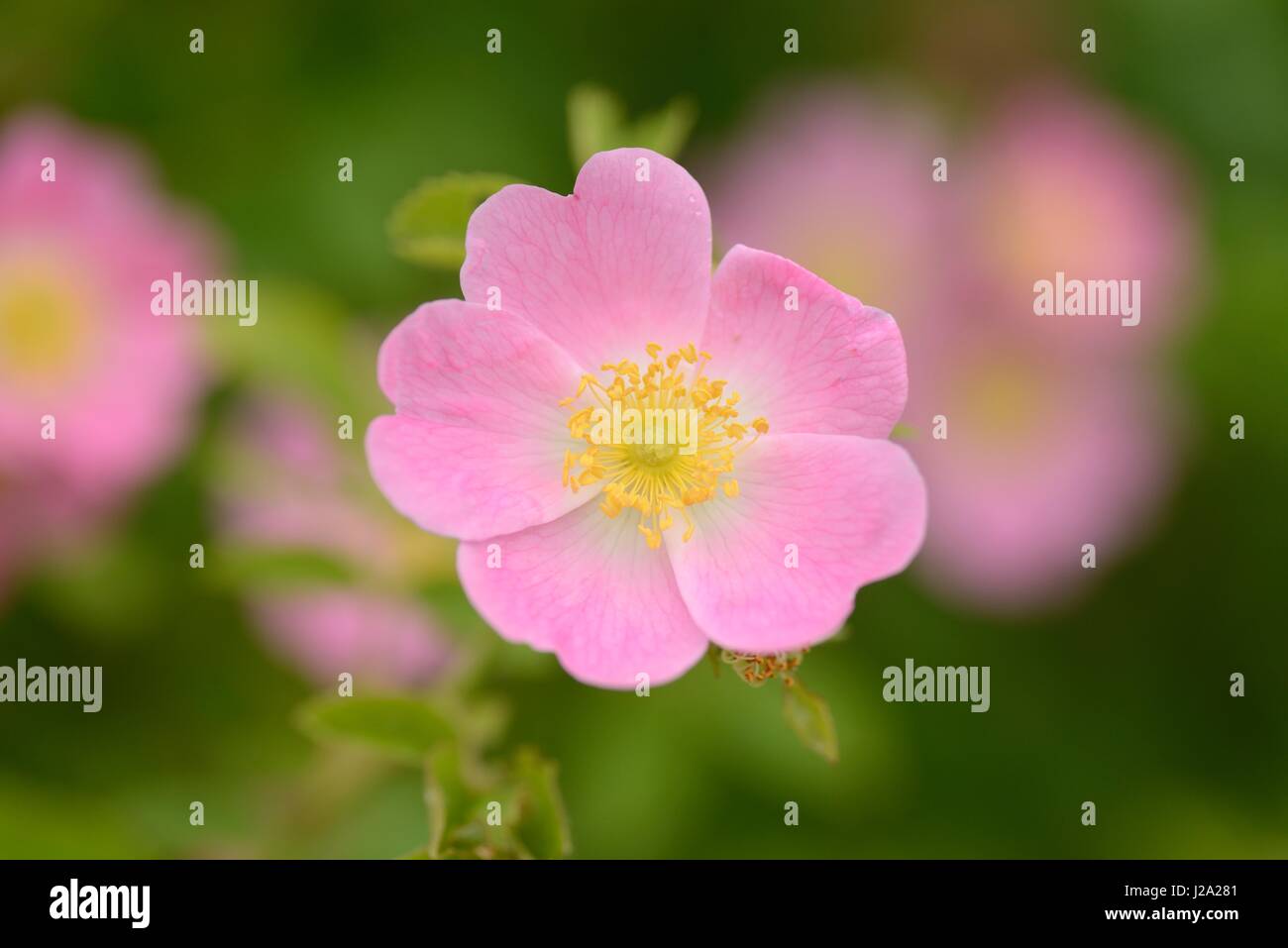 Sweetbriar bush hi-res stock photography and images - Alamy