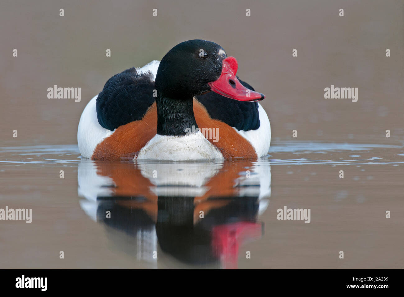 A common shelduck reflected in the water Stock Photo - Alamy
