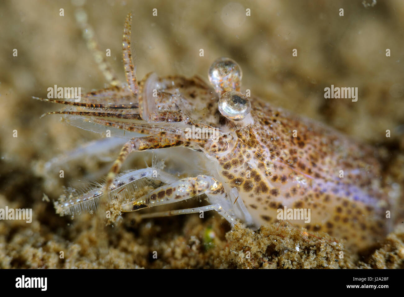 Sand shrimp hi-res stock photography and images - Alamy