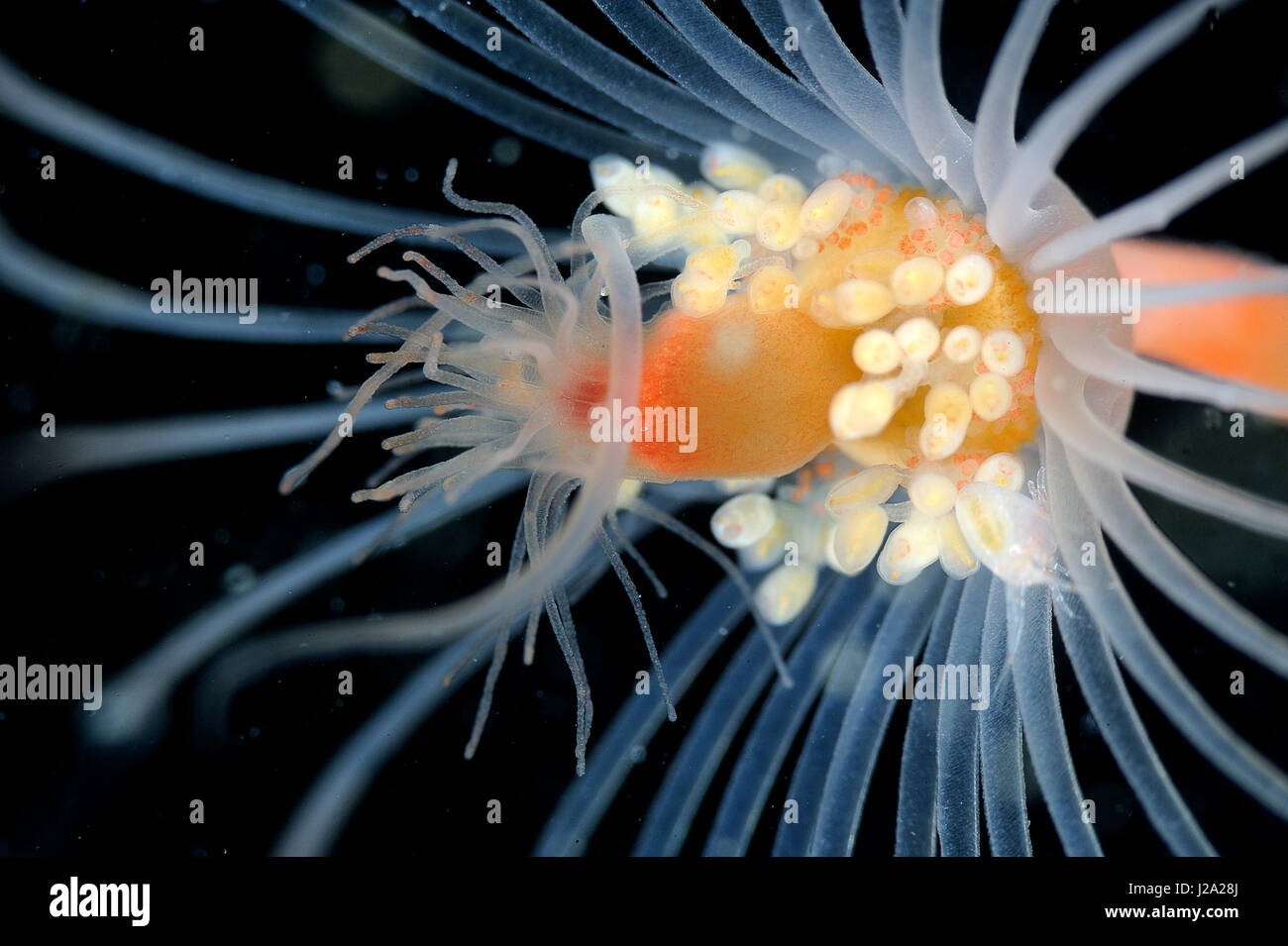 oaten pipes hydroid (Tubularia indivisa Stock Photo - Alamy