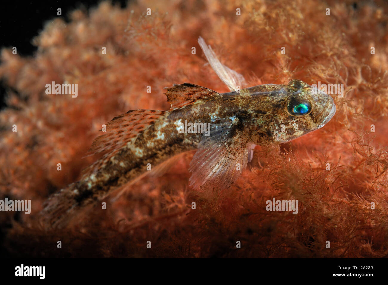 Pomatoschistus Stock Photos & Pomatoschistus Stock Images - Alamy