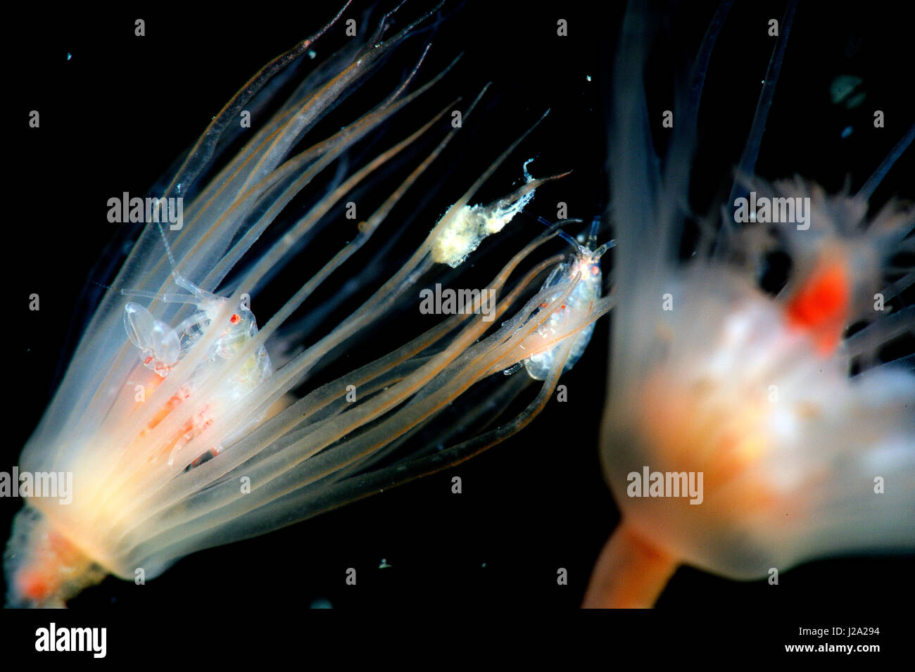 oaten pipes hydroid (Tubularia indivisa Stock Photo - Alamy