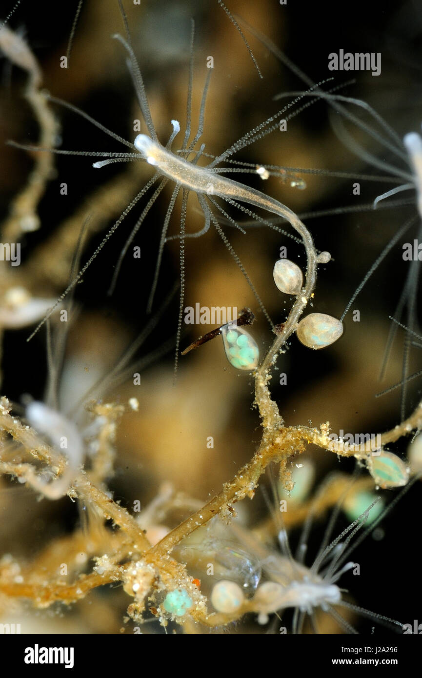freshwater polyps with the buds on it's body, for reproduction Stock ...
