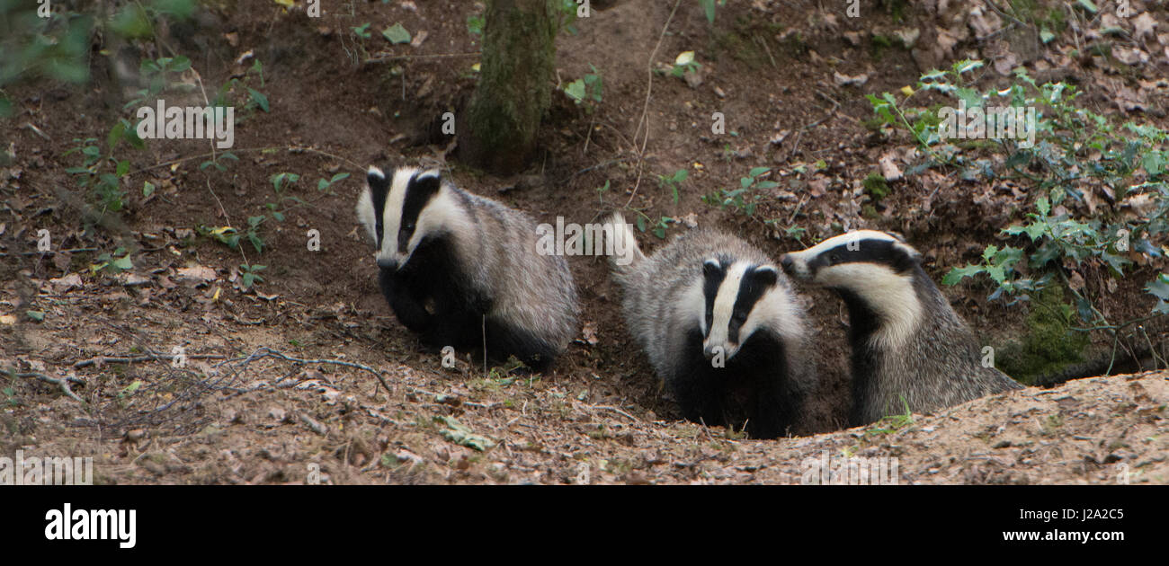 Badgers sett hi-res stock photography and images - Alamy