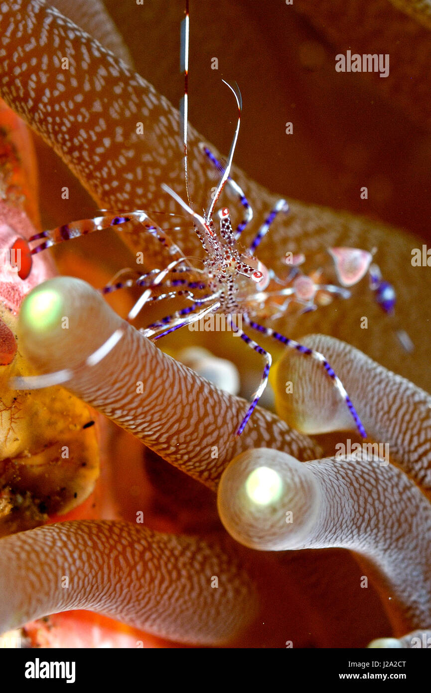 A spotted cleaner shrimp lives between the polyps of a sea anemone ...