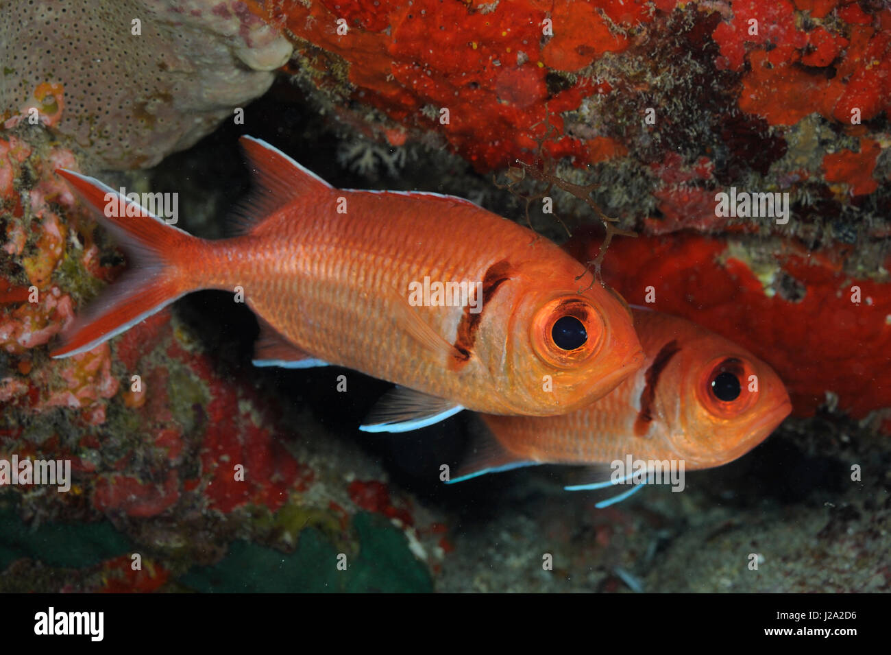 Crimson soldierfish hi-res stock photography and images - Alamy