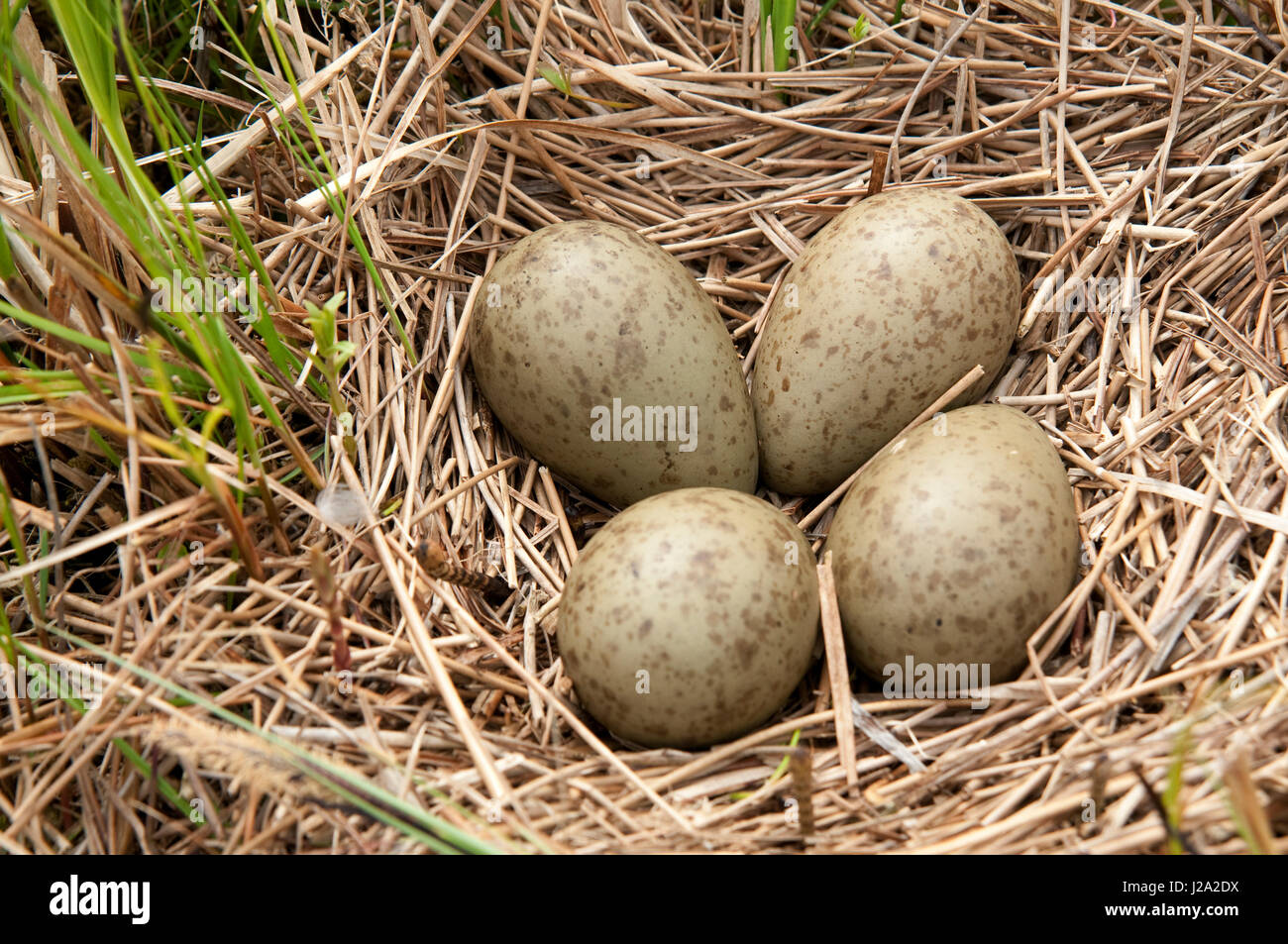 Eurasian curlew nest hi-res stock photography and images - Alamy