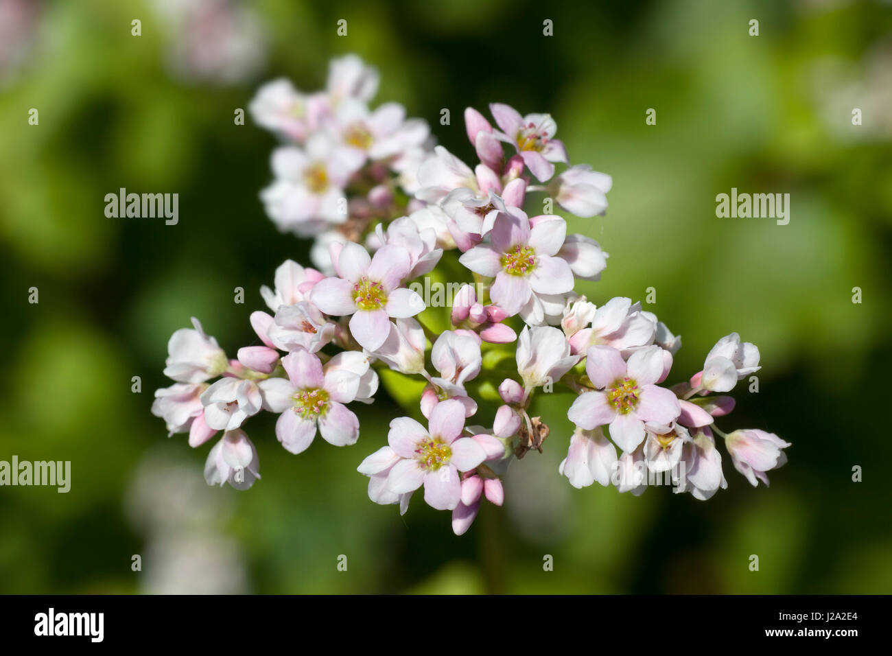 Buckwheat fagopyrum esculentum flower hi-res stock photography and ...