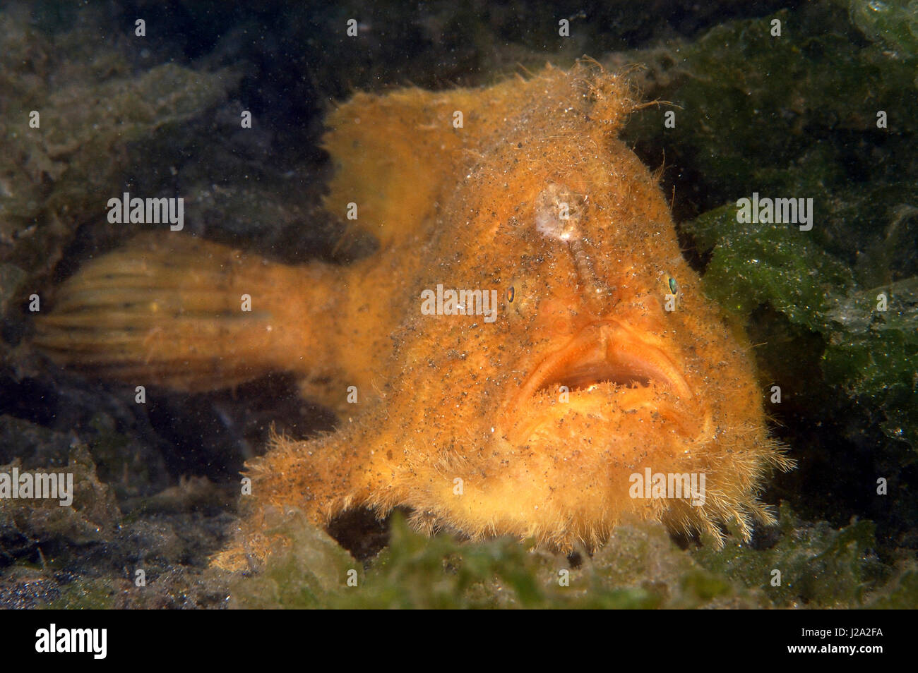 The Shaggy frogfish (Antennarius hispidus) attracts prey with a little ...
