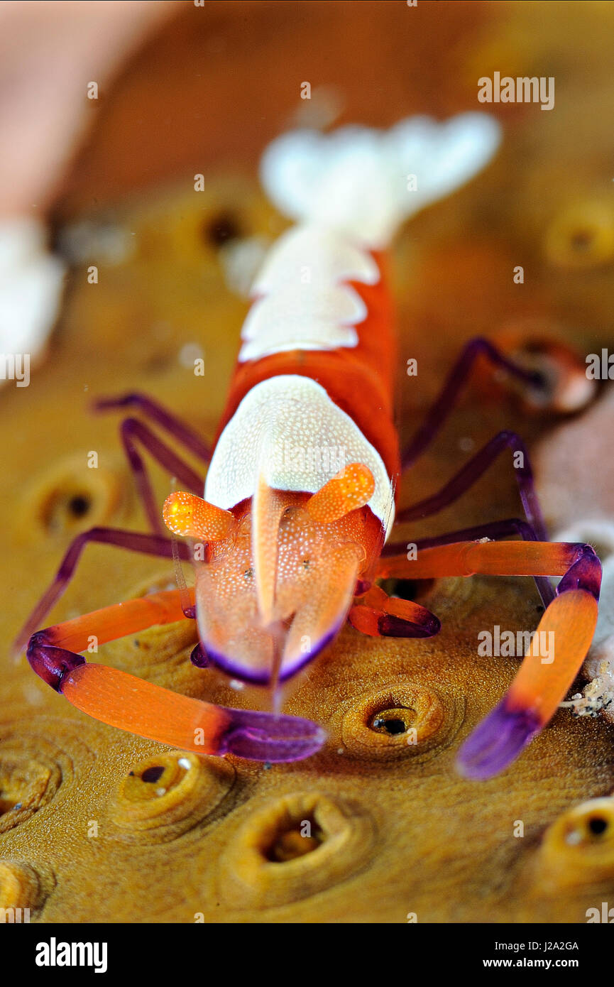 Live Shrimp In Ocean