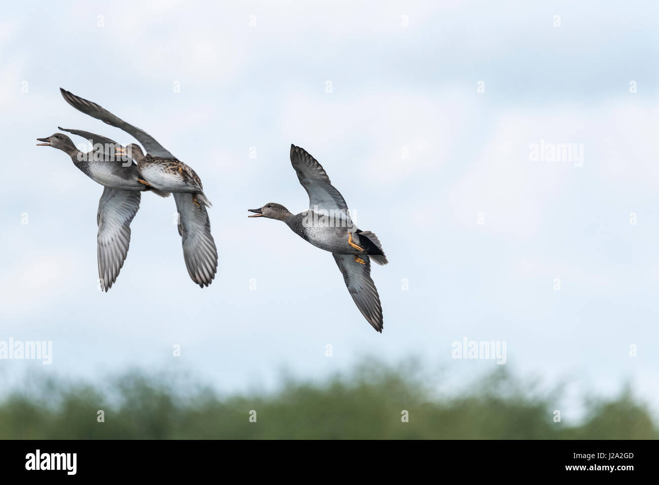 Three flying ducks hi-res stock photography and images - Alamy